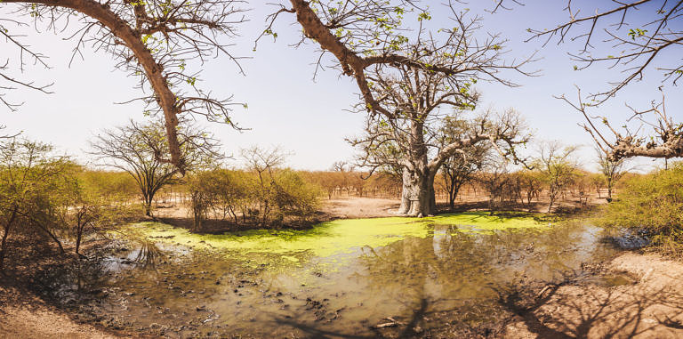 Senegal park | Andy Troy Photo & Video