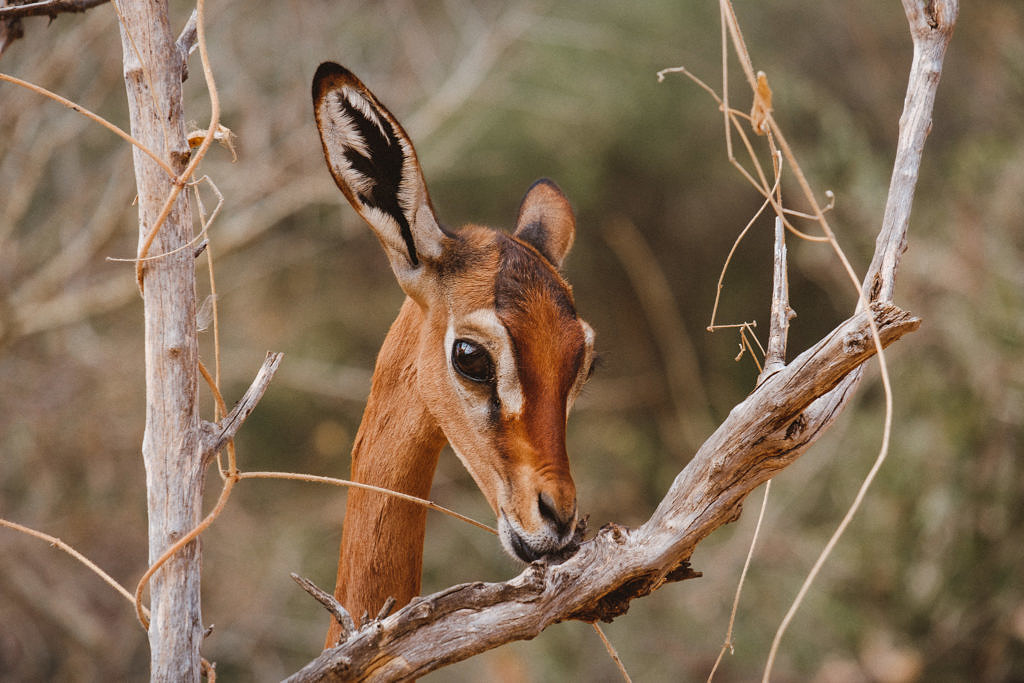 Charlies Travels Kenya Chapter 2 Andy Troy Photo And Video